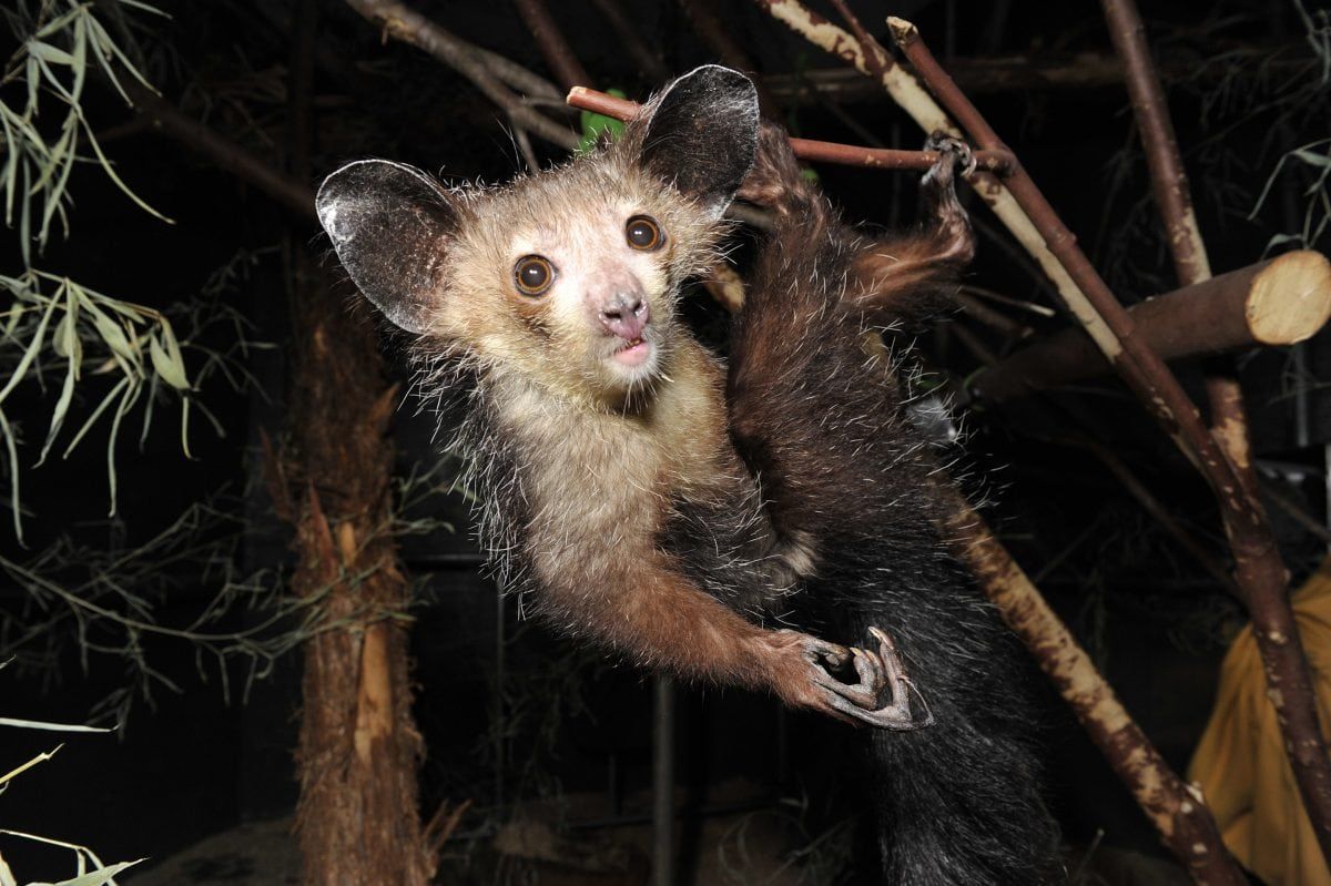 Aye-ayes split from lemurs in Africa before both made their ways to ...