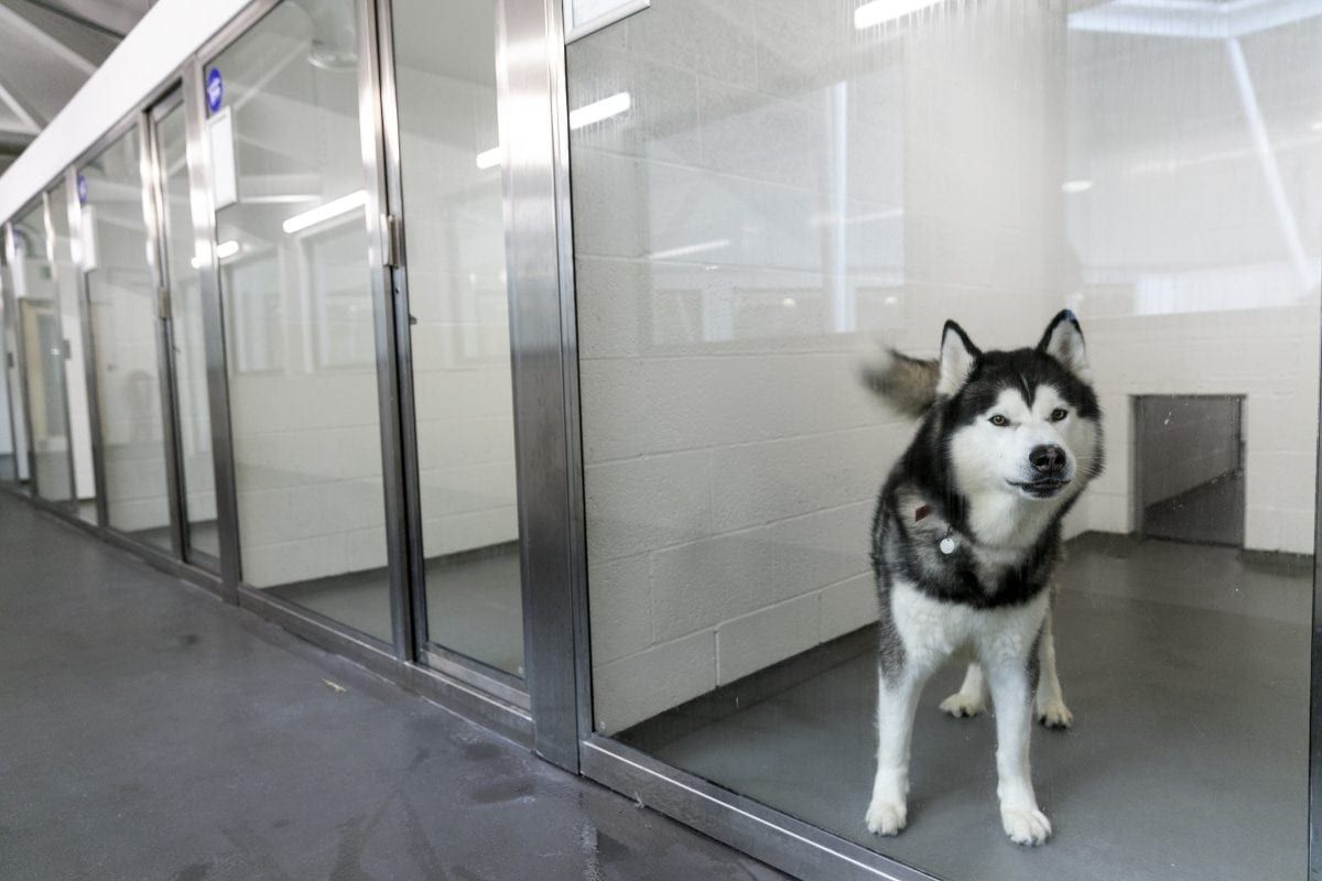 Manchester Dogs' Home rebuild complete four years after fire killed 60 ...