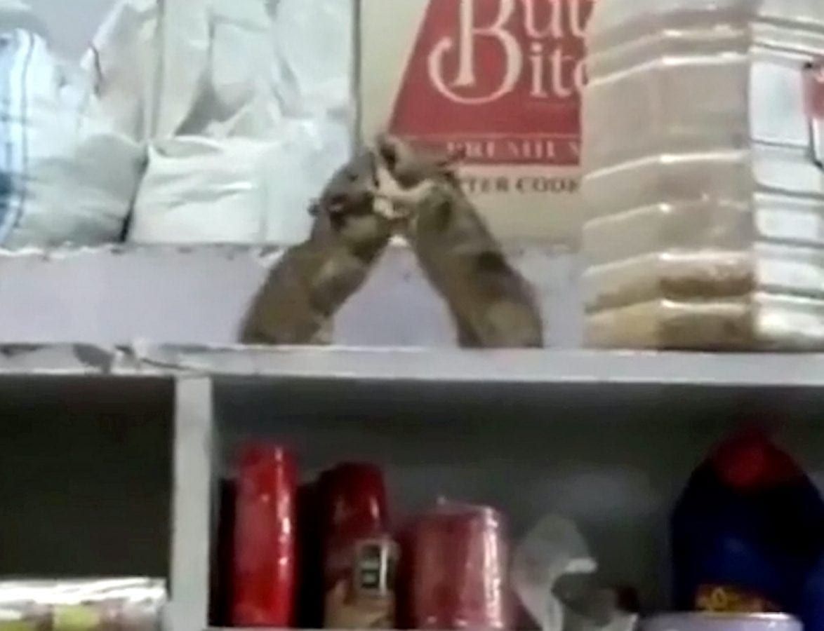 Watch - Video shows two rats having a 'boxing match'