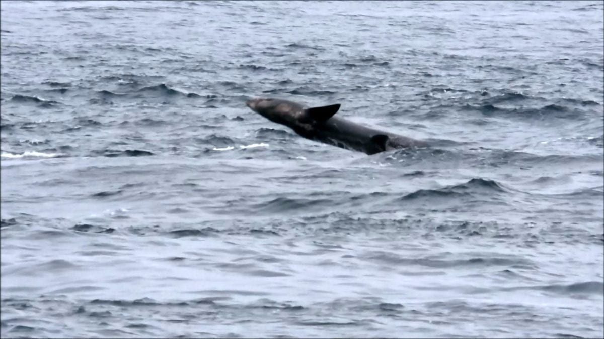 Watch - Basking shark leaping out of the water off the Irish coast