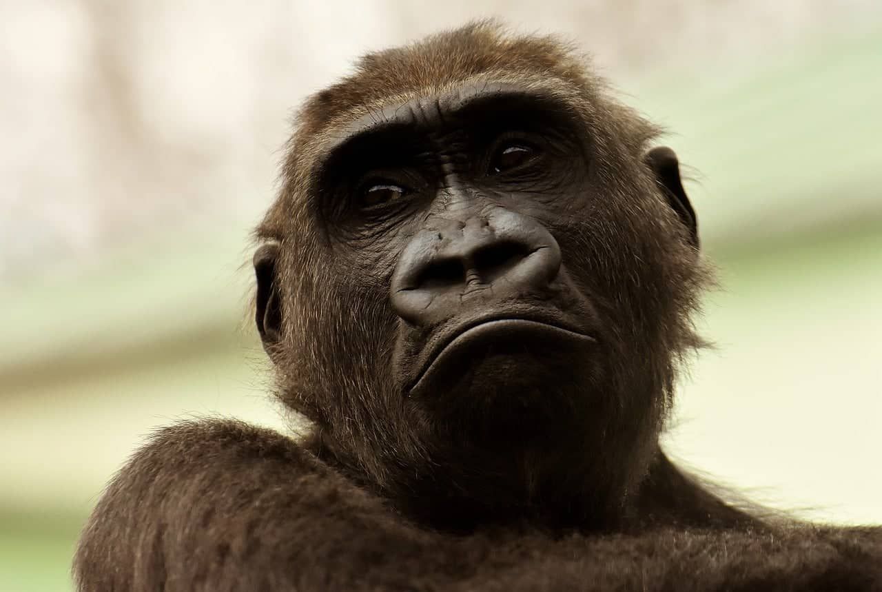 Great apes 'facing extinction' as deforestation and mining destroys ...