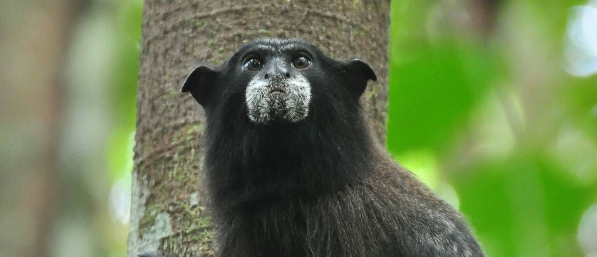Monkeys help regenerate rainforests...through their poo
