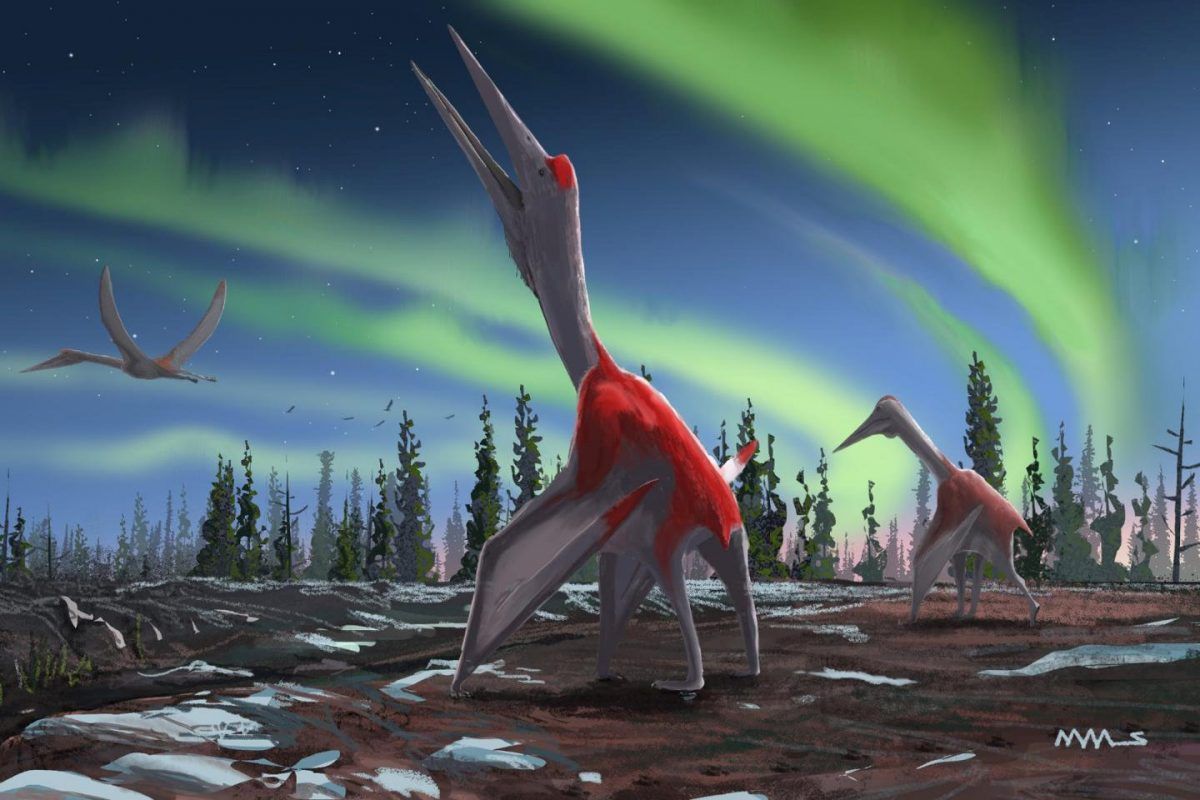 New species of pterodactyl dinosaur size of a small plane has been ...
