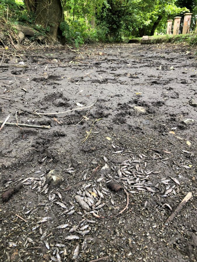 Climate change on our doorstep revealed in horrific photos of dead fish ...