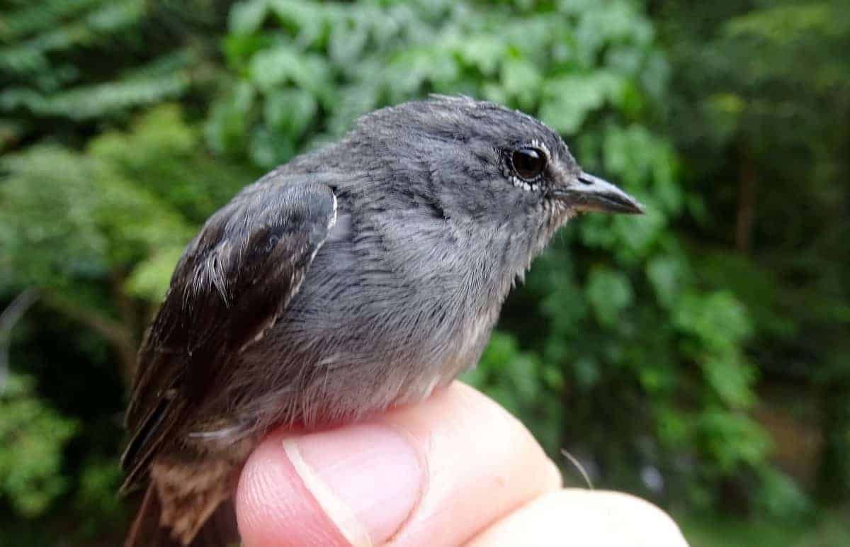 'Totally unique' new species of bird discovered in threatened forests ...