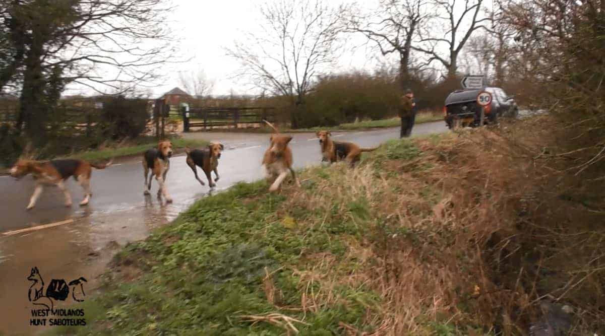 Footage shows fox being savaged to death by pack of hunt hounds