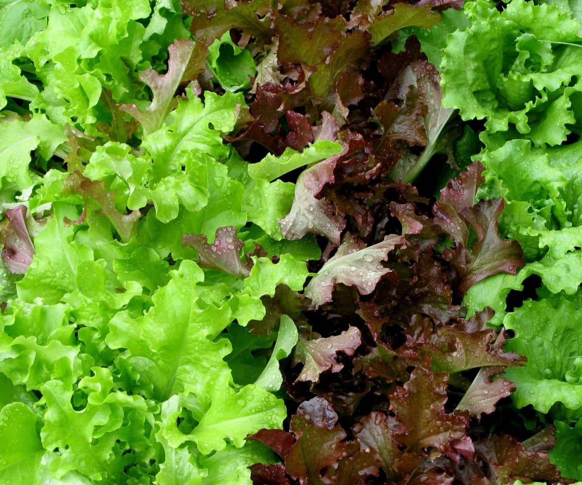 Lettuce grown in space is safe and nutritious, say astronauts