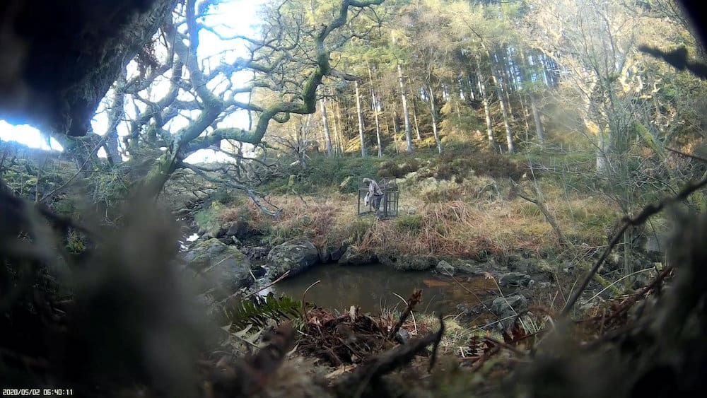 Footage captured “inhumane and callous killing” of a rare bird of prey