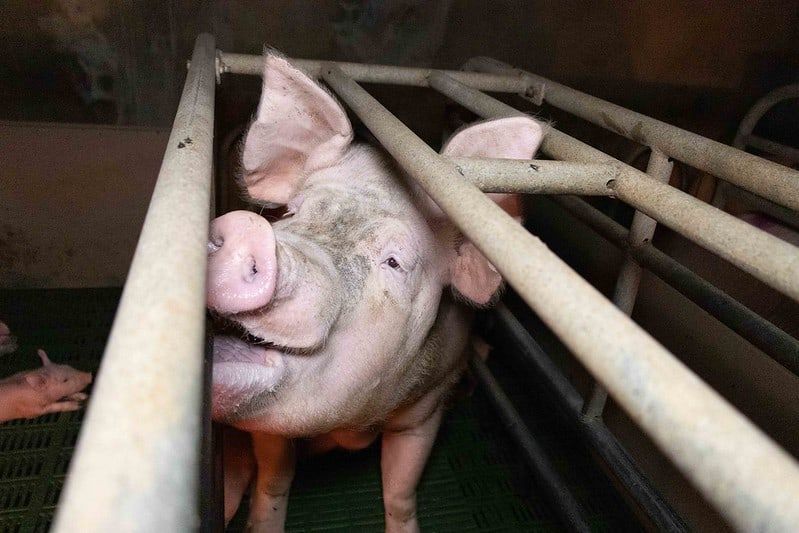 'Misery & pain' as pigs filmed resorting to cannibalism at 'high ...