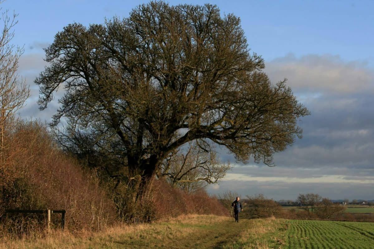 One of UK's oldest wild pear trees chopped down to make way for HS2