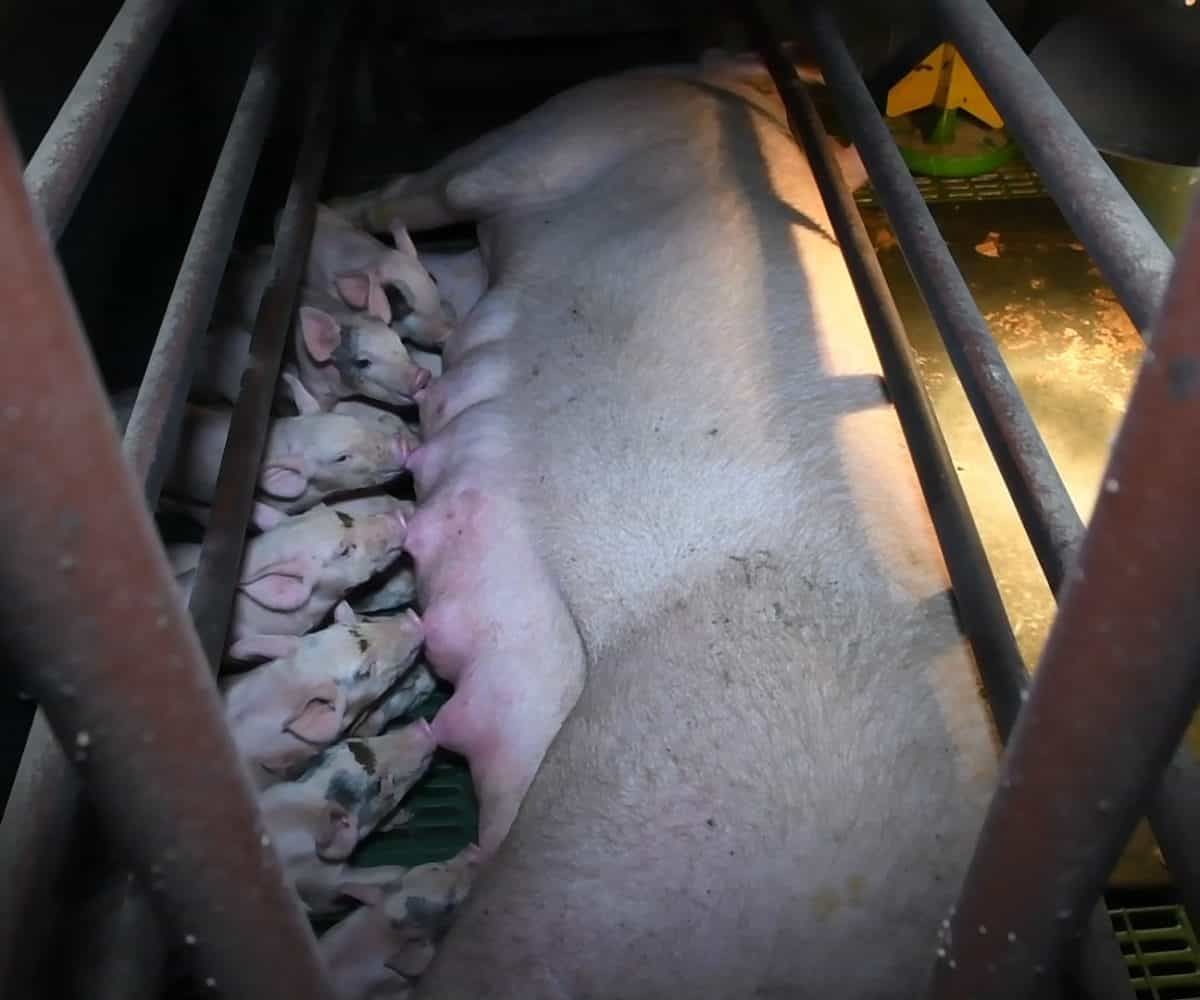The miserable reality for over 200,000 of Britain’s mother pigs