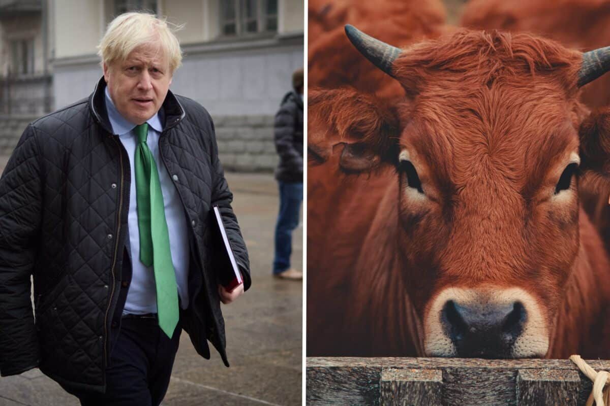 Johnson relaxing by 'painting cows' since resigning as PM