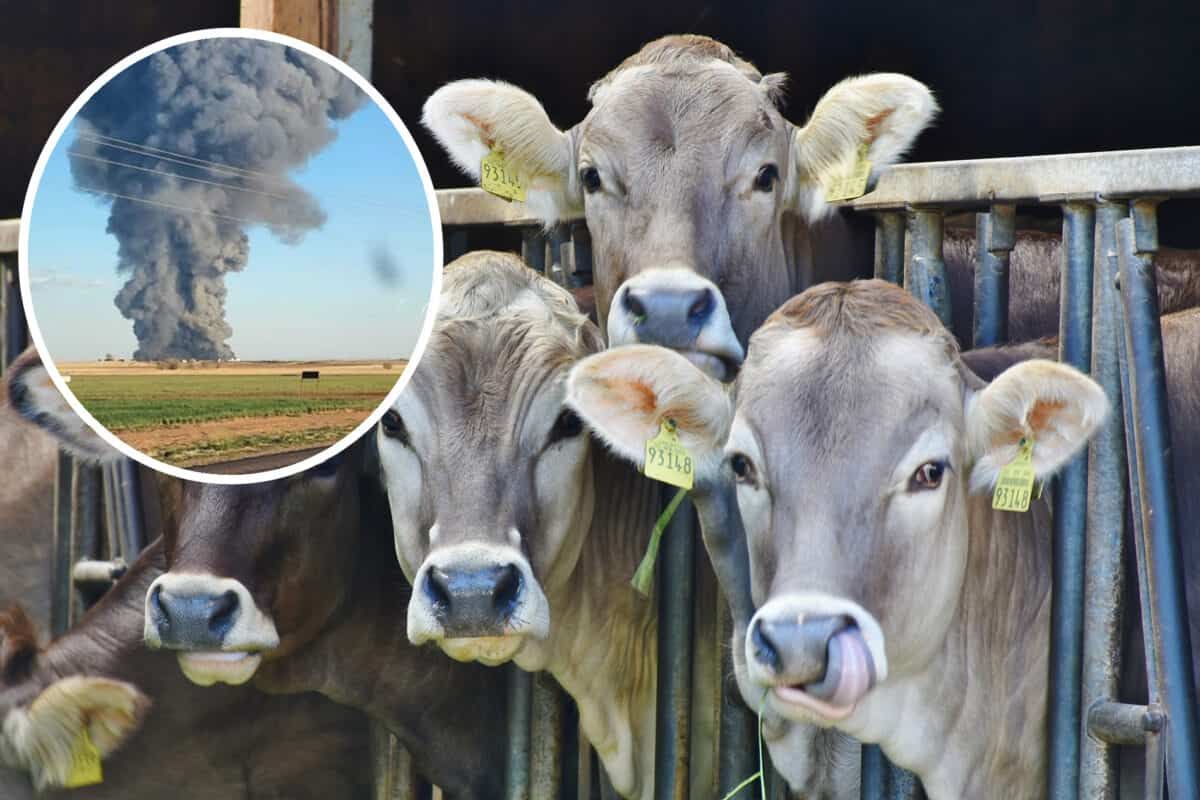 More than 18,000 cows perish in Texas farm fire