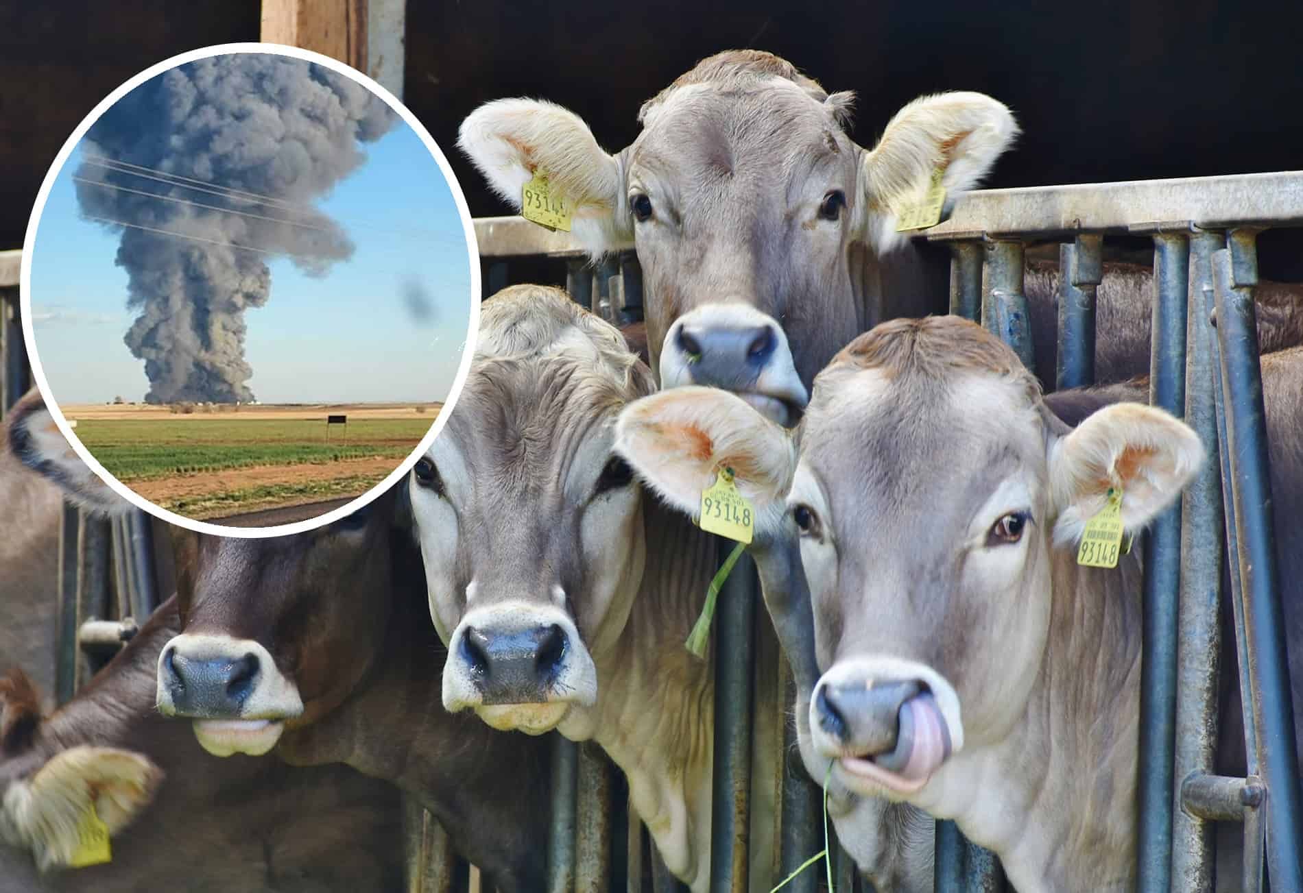 More Than 18 000 Cows Perish In Texas Farm Fire