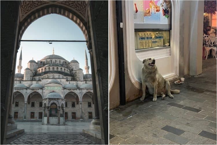 Dog known as ‘The Boulder’ becomes Istanbul tourist attraction